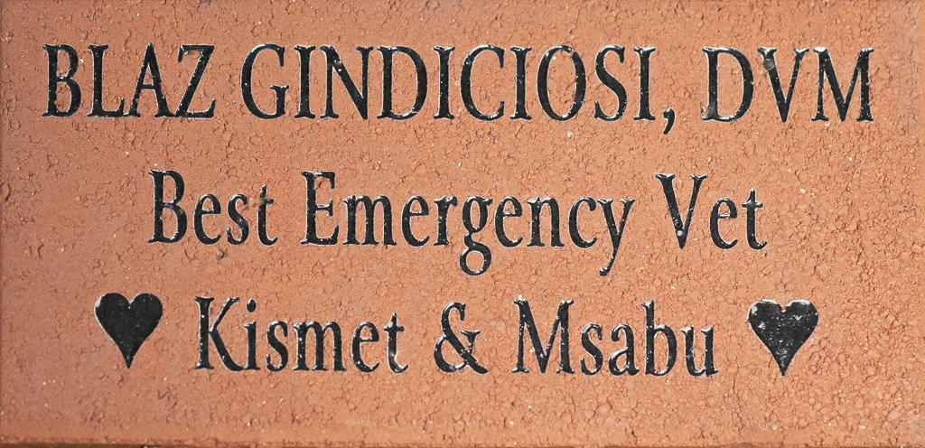 BLAZ GINDICIOSI, DVM Best Emergency Vet *Kismet & Msabu* | School of ...
