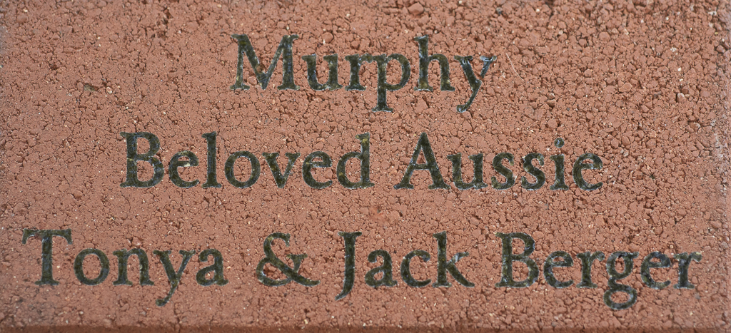 Murphy Beloved Aussie Tonya & Jack Berger | School of Veterinary Medicine