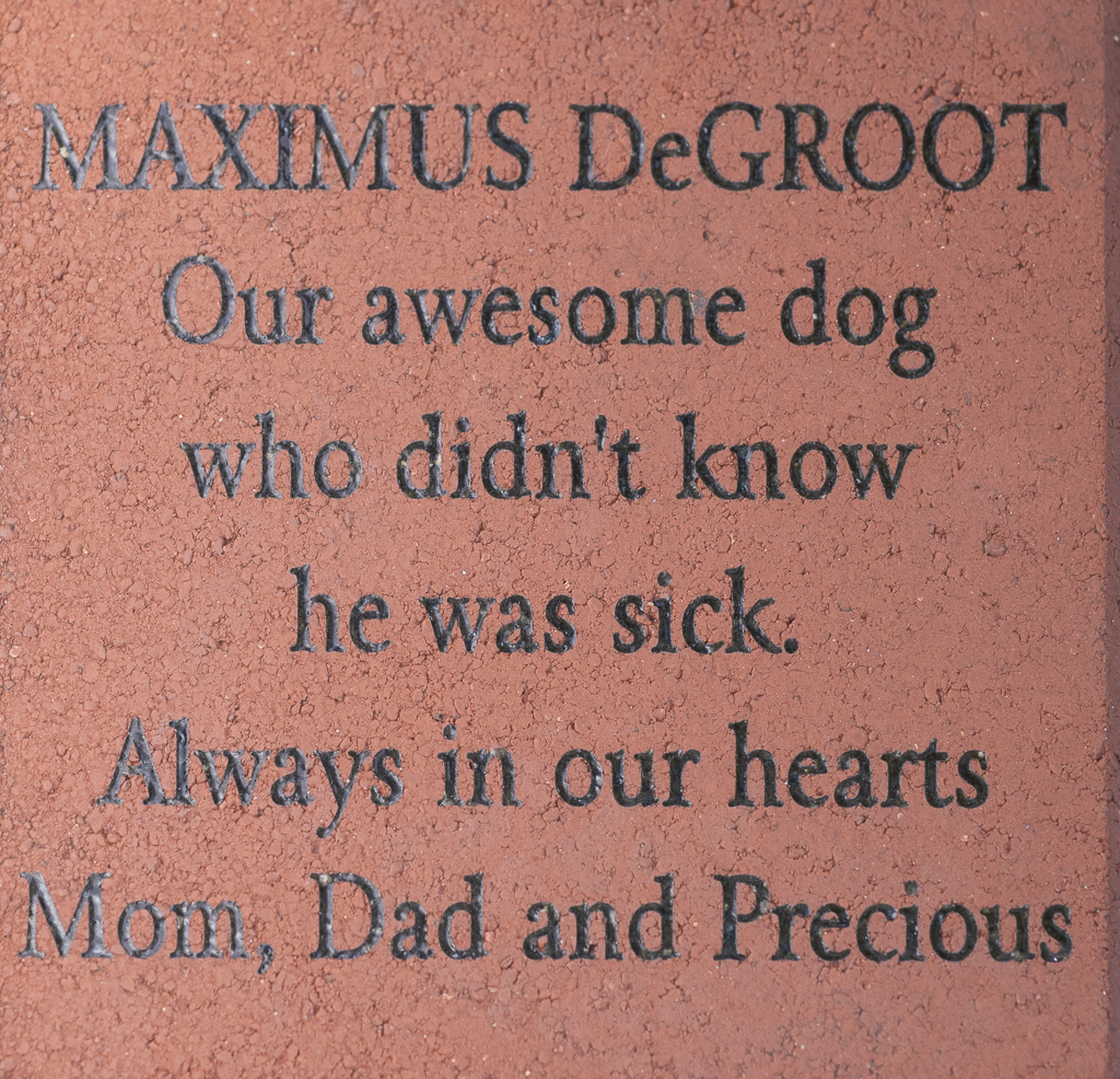MAXIMUS DeGROOT Our awesome dog who didn't know he was sick. Always in ...