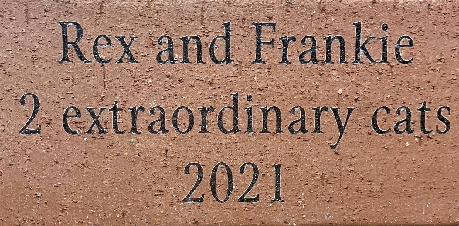 Rex and Frankie 2 extraordinary cats 2021 | School of Veterinary Medicine