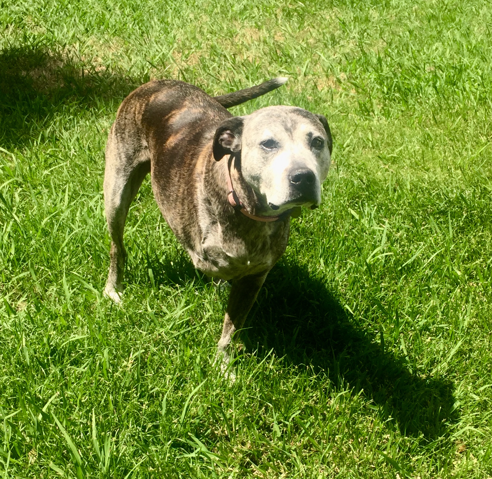 Dog Continues to Lead Full Life After Leg Amputation Due to Cancer ...