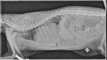 peritoneum cat