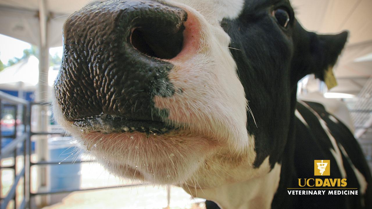 School of Veterinary Medicine - Vet Med Zoom Backgrounds