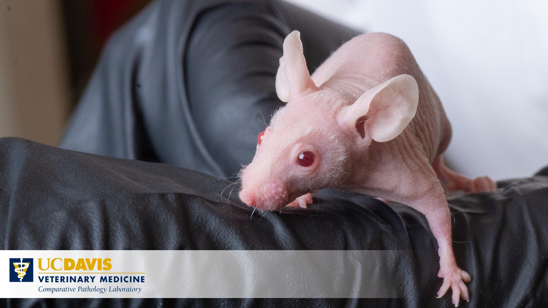 School of Veterinary Medicine - Vet Med Zoom Backgrounds