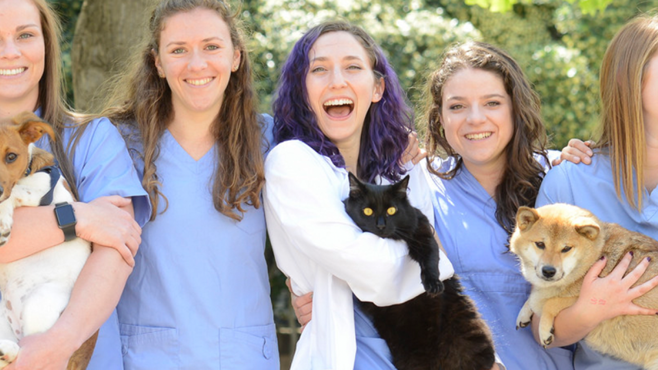 School of Veterinary Medicine - Support Services