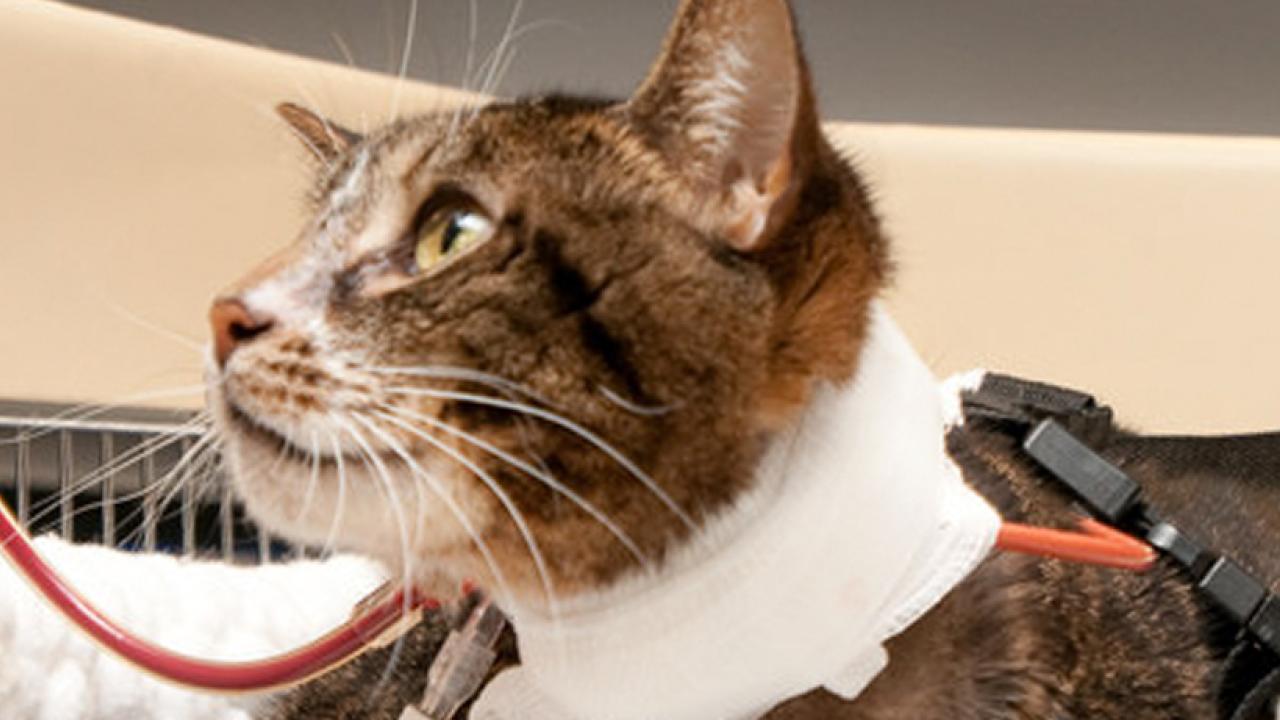 Hemodialysis and Blood Purification Unit | School of Veterinary Medicine