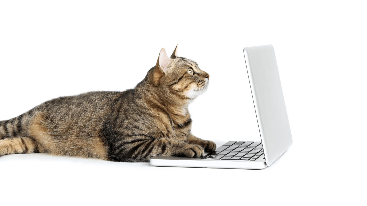 Website Request Receipt | School of Veterinary Medicine