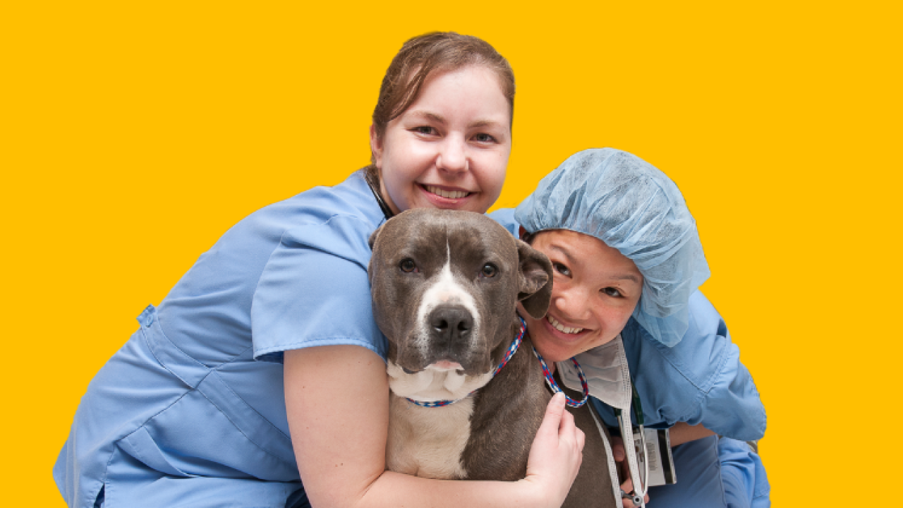 Communication Resources | School of Veterinary Medicine