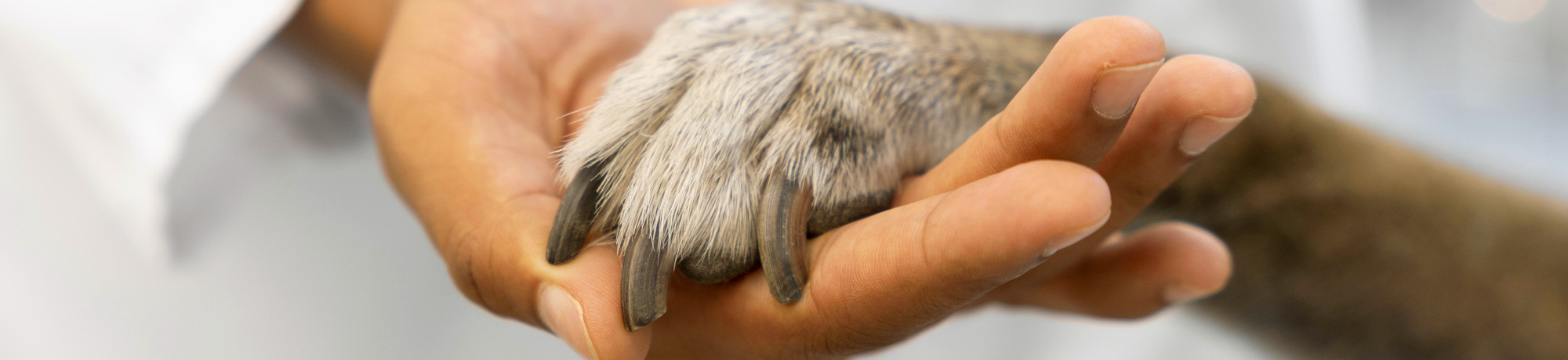 School of Veterinary Medicine - Giving